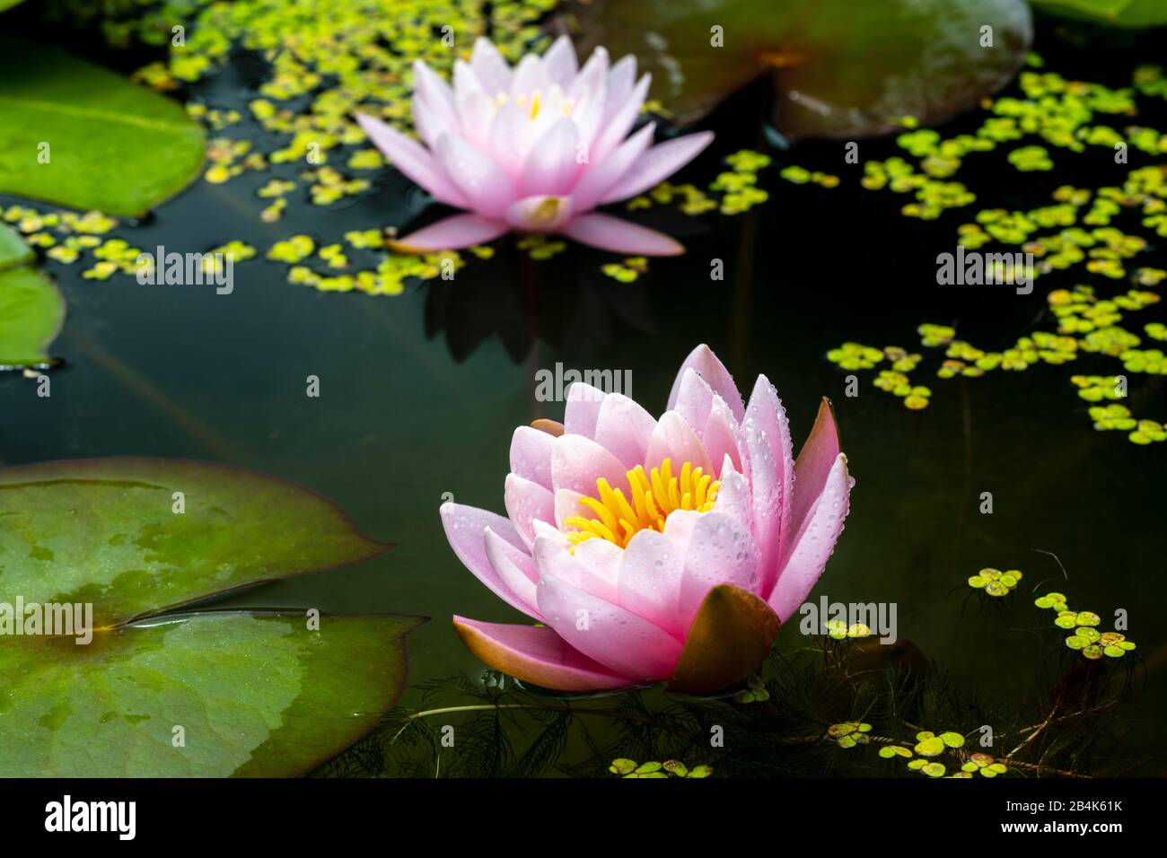 Pink water lilyn (Nymphaea Pink), Beauty variety, duckweed, Baden ...