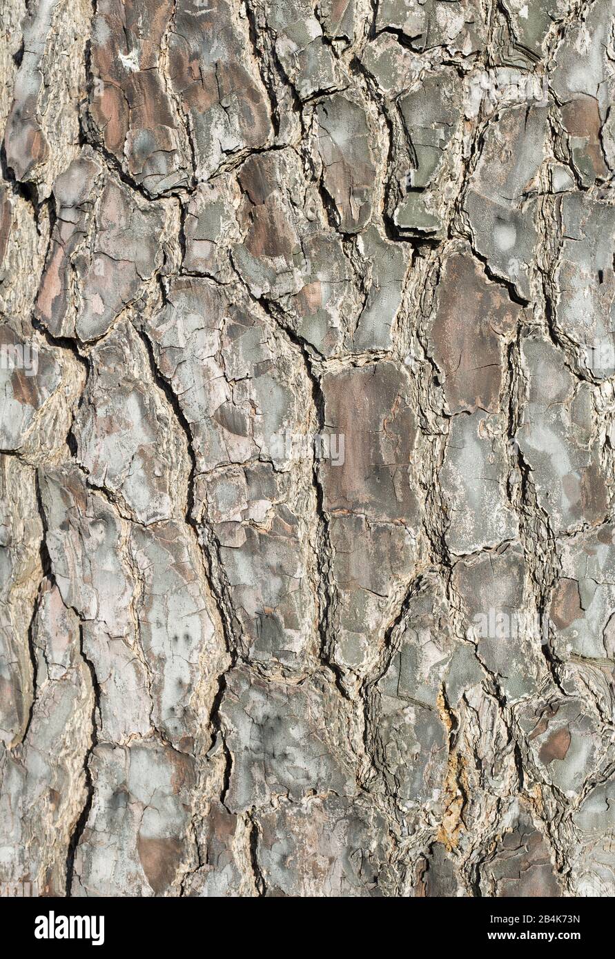 Pine Cortex Texture High Resolution Stock Photography and Images - Alamy