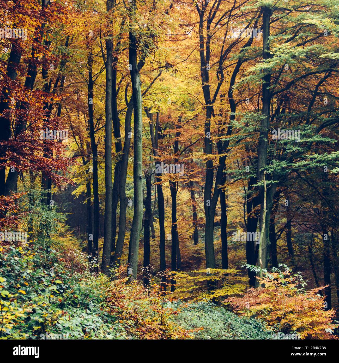 Bright colors in nature hi-res stock photography and images - Alamy