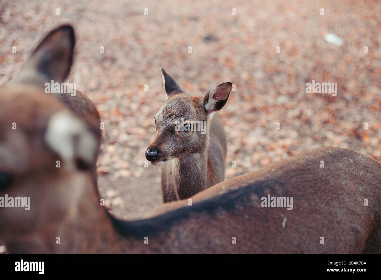Family of young deer hi-res stock photography and images - Alamy