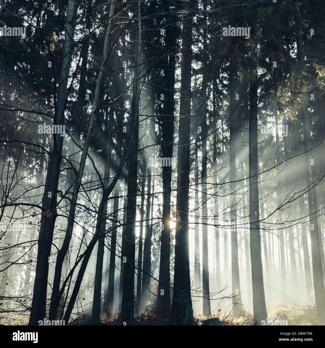 Autumn mixed forest at sunset hi-res stock photography and images - Alamy