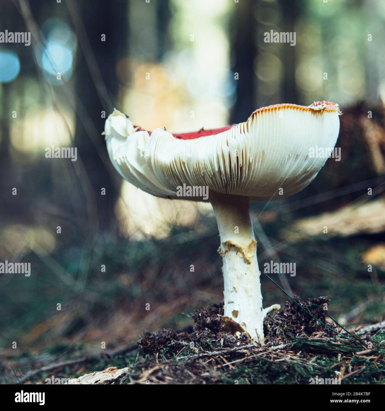 Wild toadstool hi-res stock photography and images - Alamy