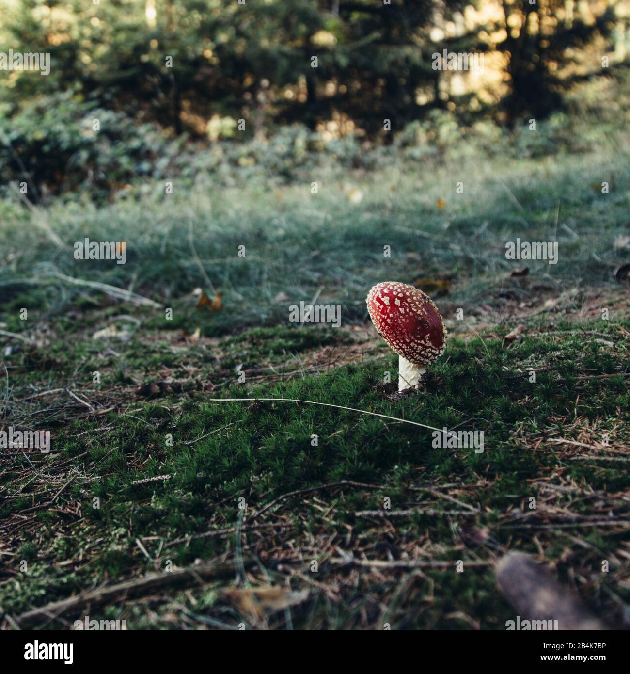 Wild toadstool hi-res stock photography and images - Alamy
