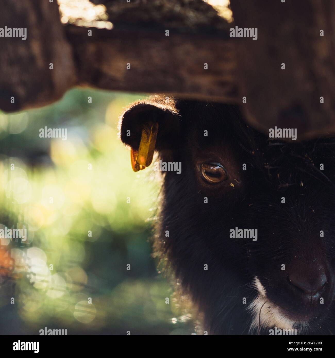 Close up goat outdoors hi-res stock photography and images - Alamy