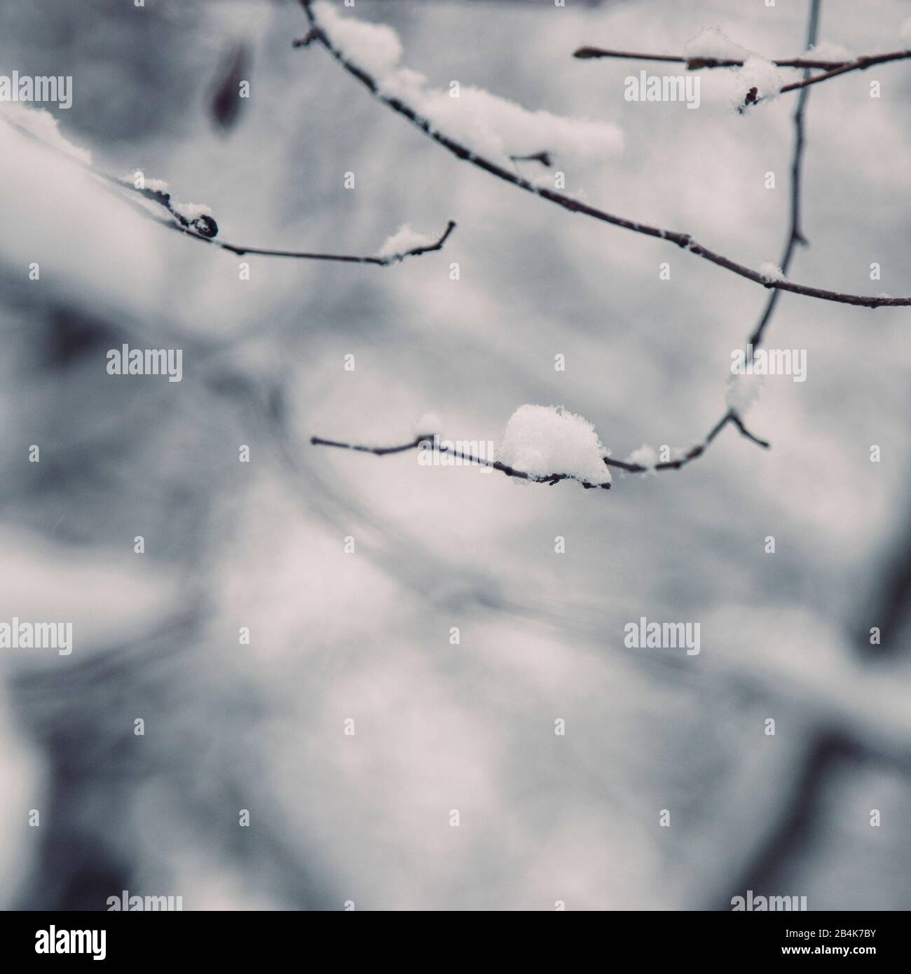 Snowy branches of a deciduous tree in winter, close-up Stock Photo - Alamy