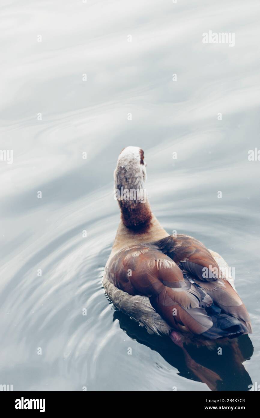 Floating duck hi-res stock photography and images - Alamy