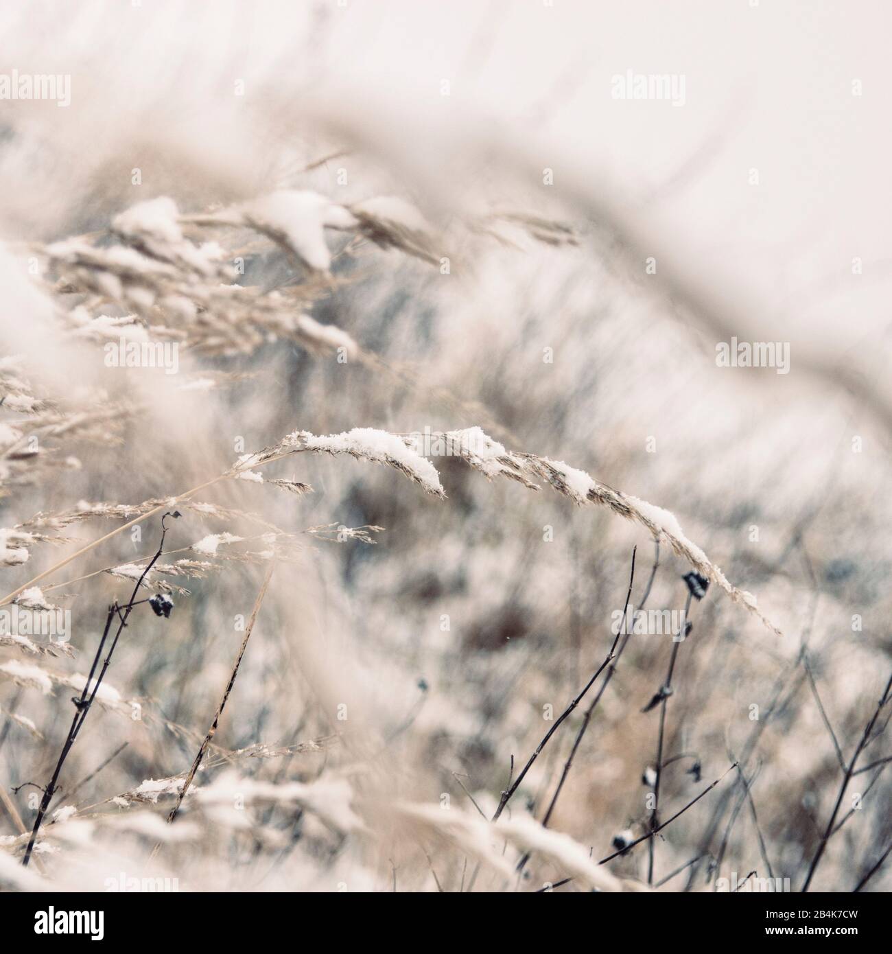 Snowy grasses in winter, close-up Stock Photo - Alamy