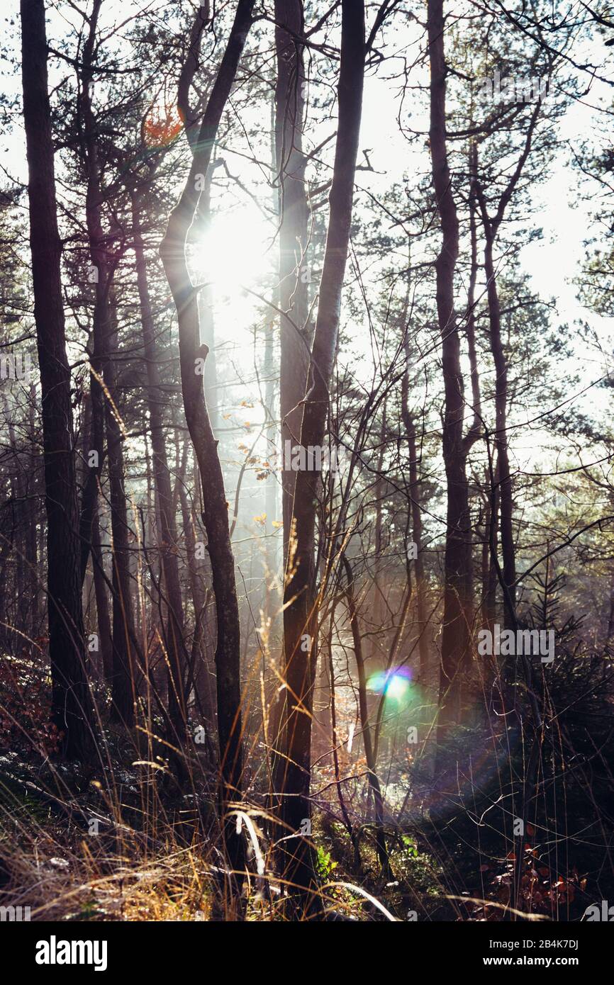 Autumn sun in the forest Stock Photo - Alamy