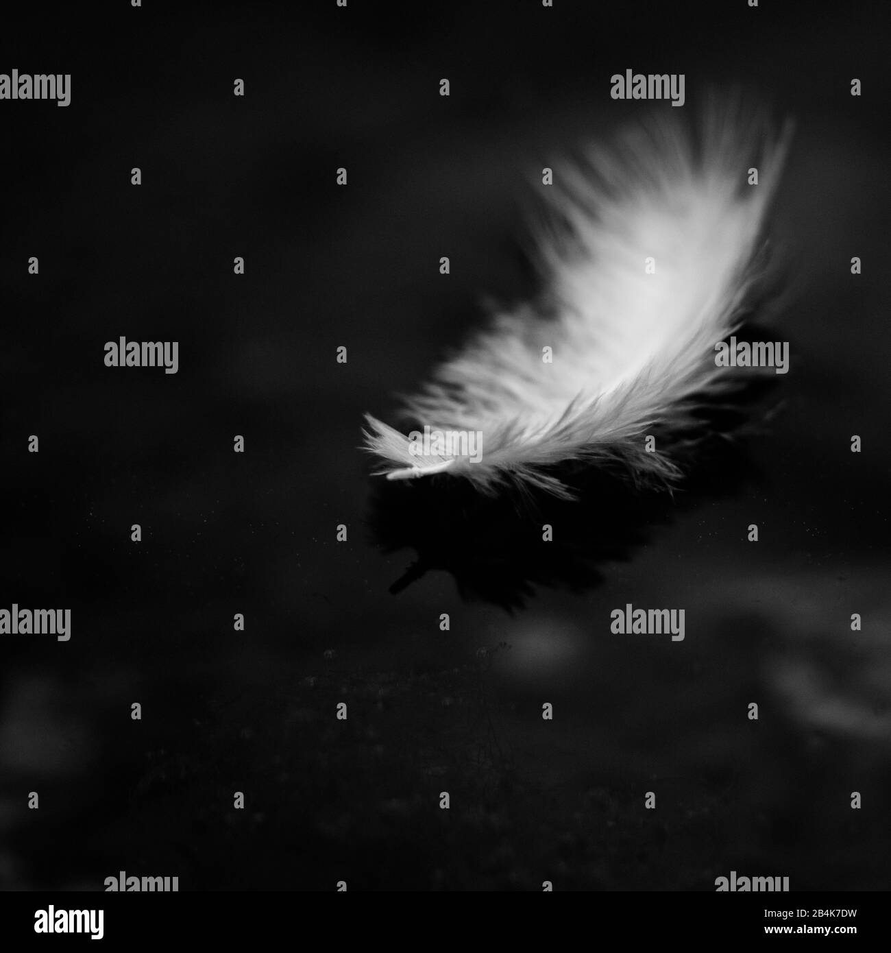 Single bird feather floating in the water, close-up Stock Photo - Alamy