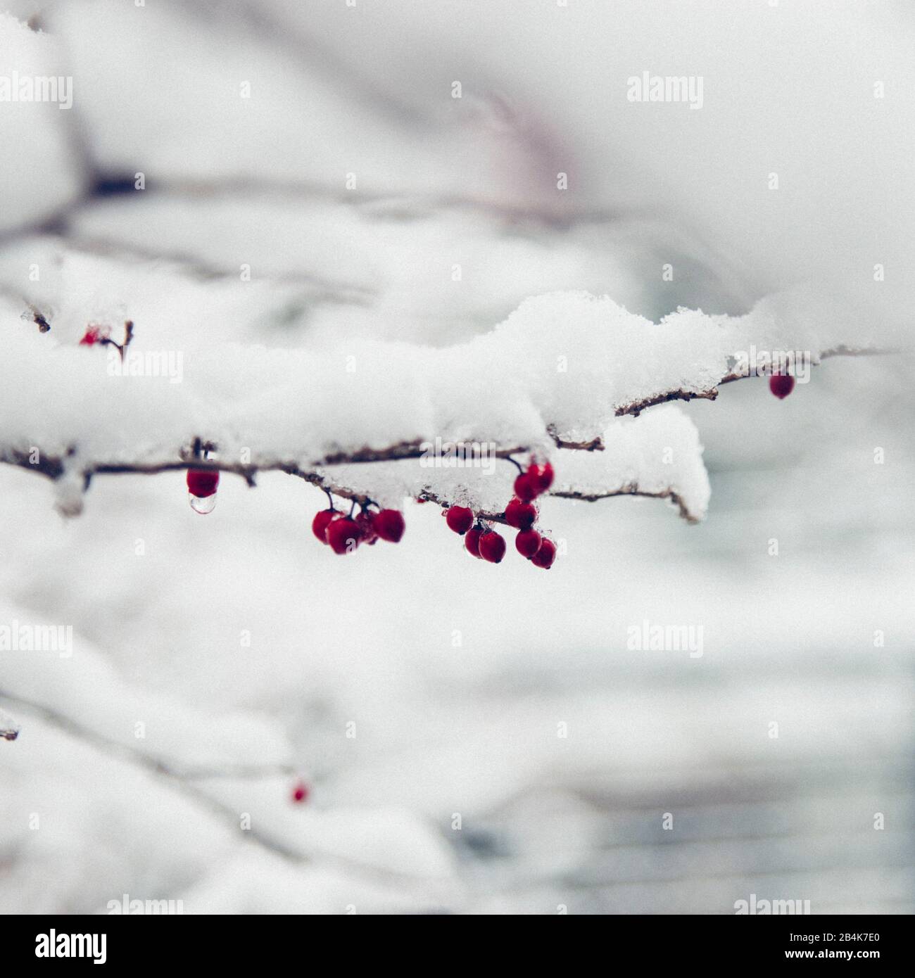 Red berries with snow hanging on branch, close-up Stock Photo - Alamy