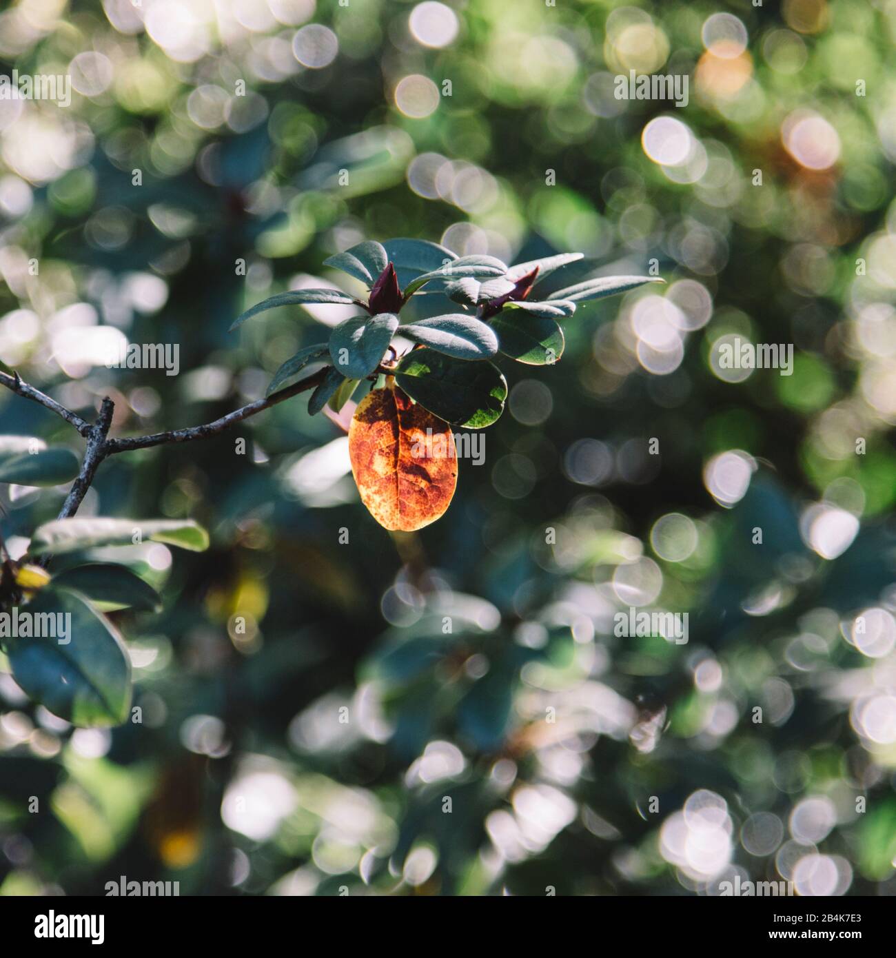 Branches in backlight hi-res stock photography and images - Alamy