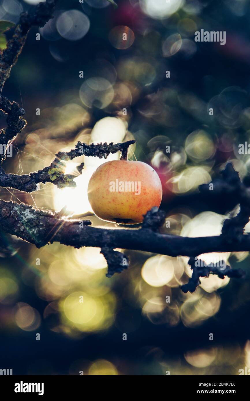 Apple tree close up branches hi-res stock photography and images - Alamy