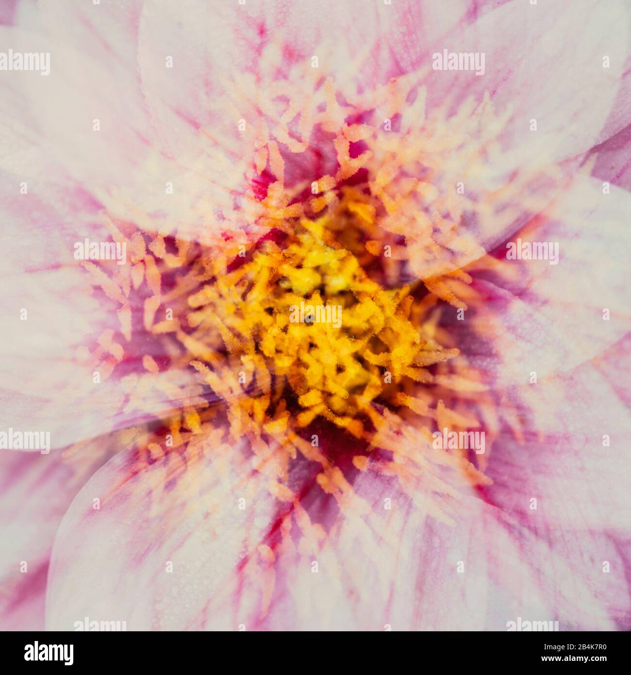 Flower extreme detail hi-res stock photography and images - Alamy