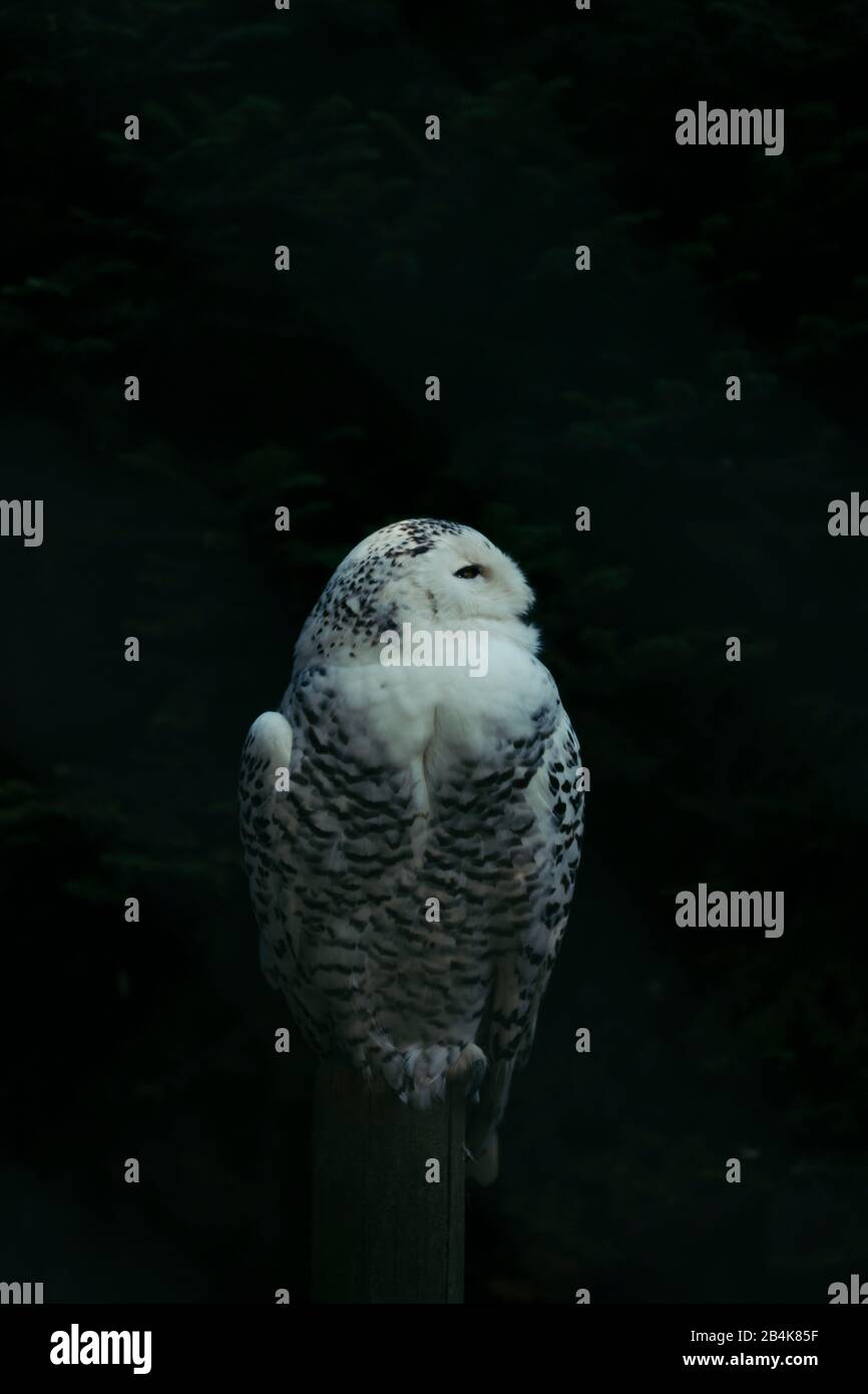 Owl at night hi-res stock photography and images - Alamy