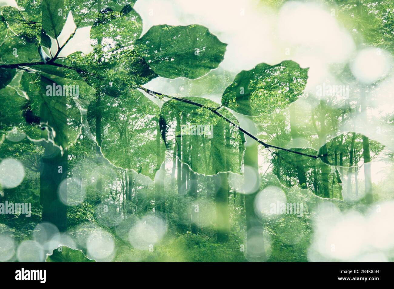 Deciduous trees in the forest, alienation, nature art Stock Photo - Alamy