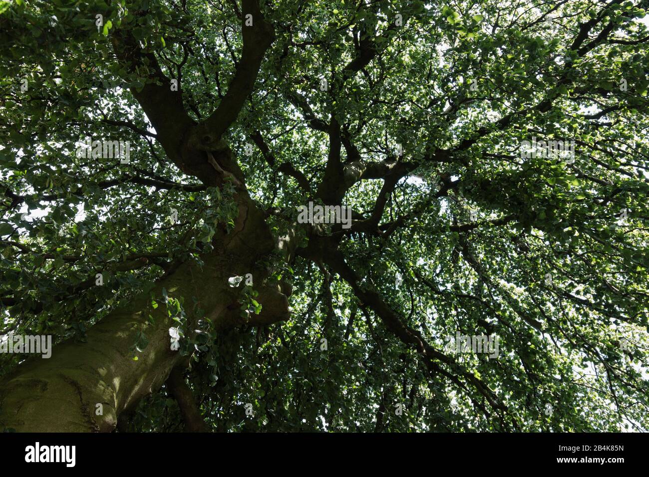 Deciduous trees in the forest, beeches Stock Photo - Alamy