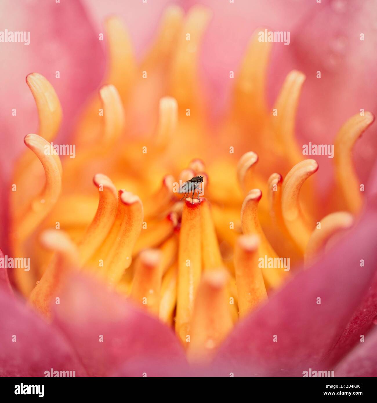 Calyx hi-res stock photography and images - Alamy