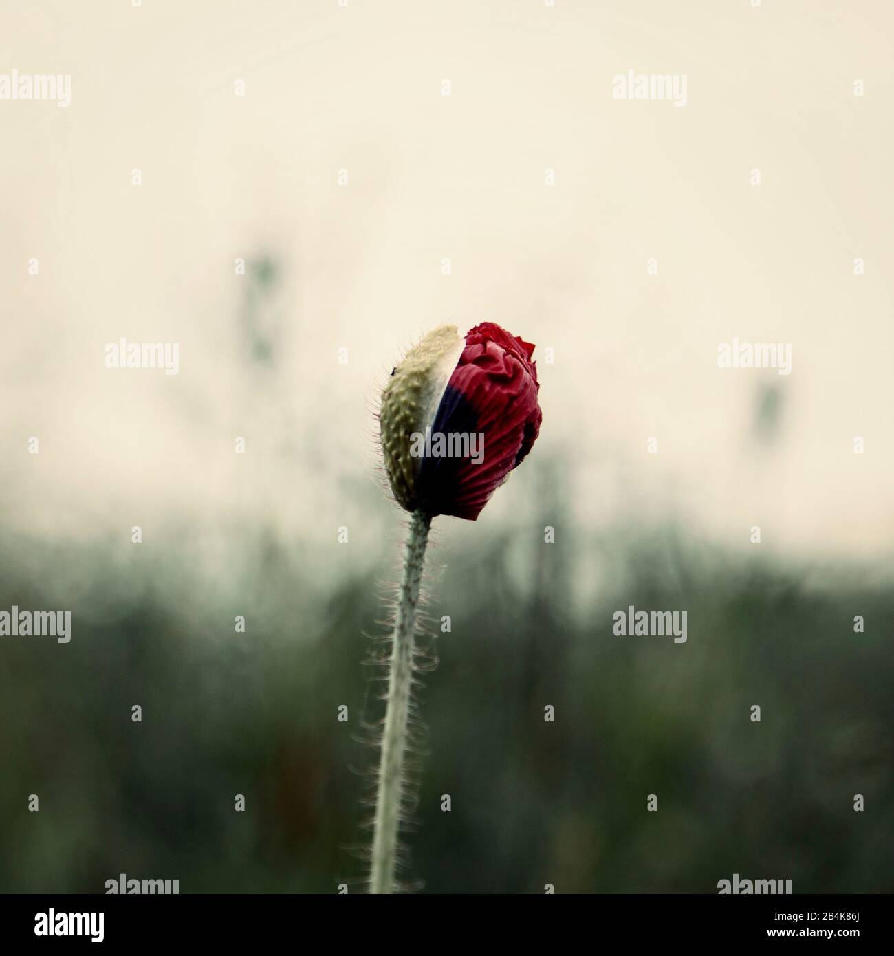 Poppy bud hi-res stock photography and images - Alamy