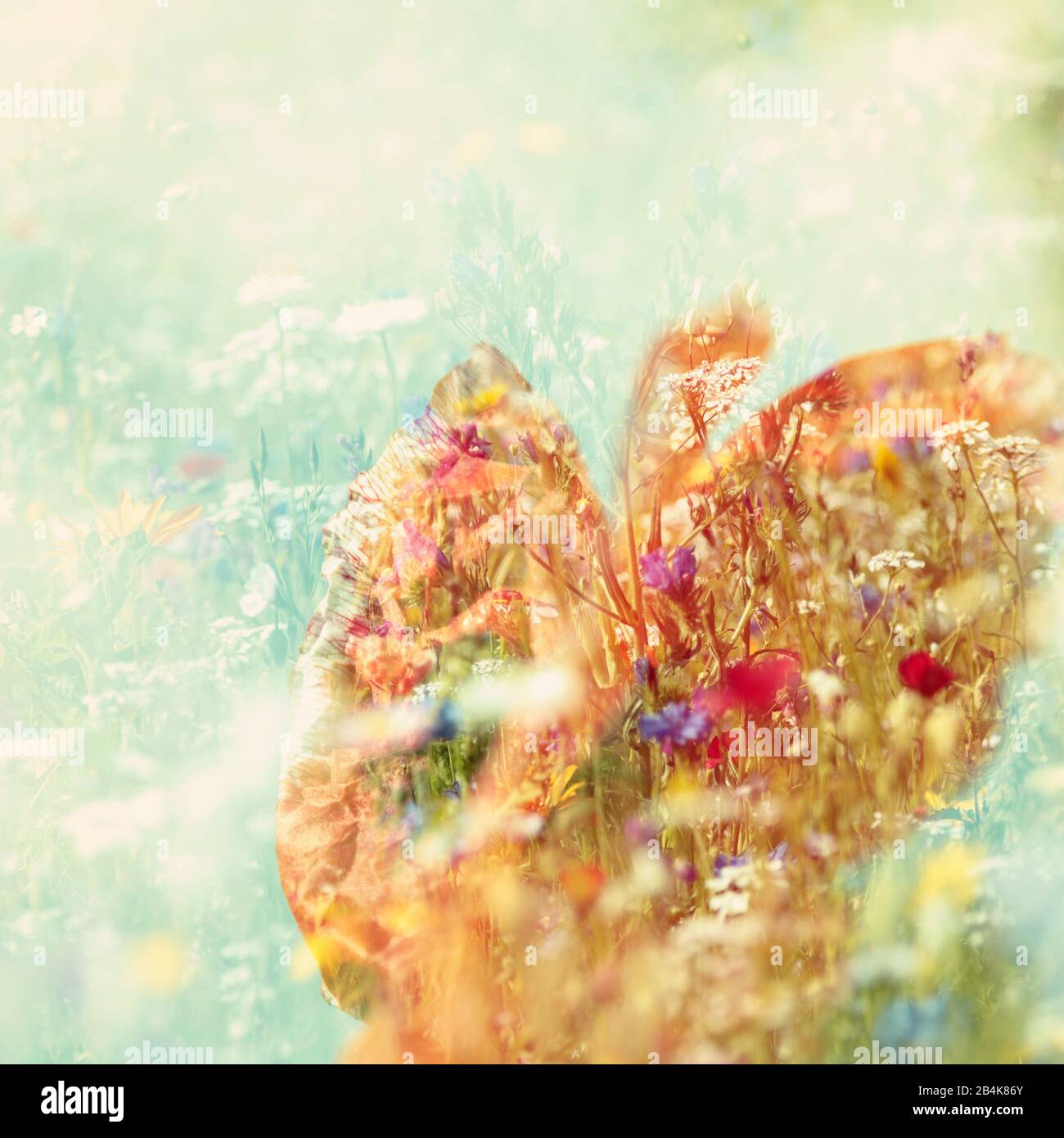 flower, in flower meadow, alienated, nature art Stock Photo - Alamy