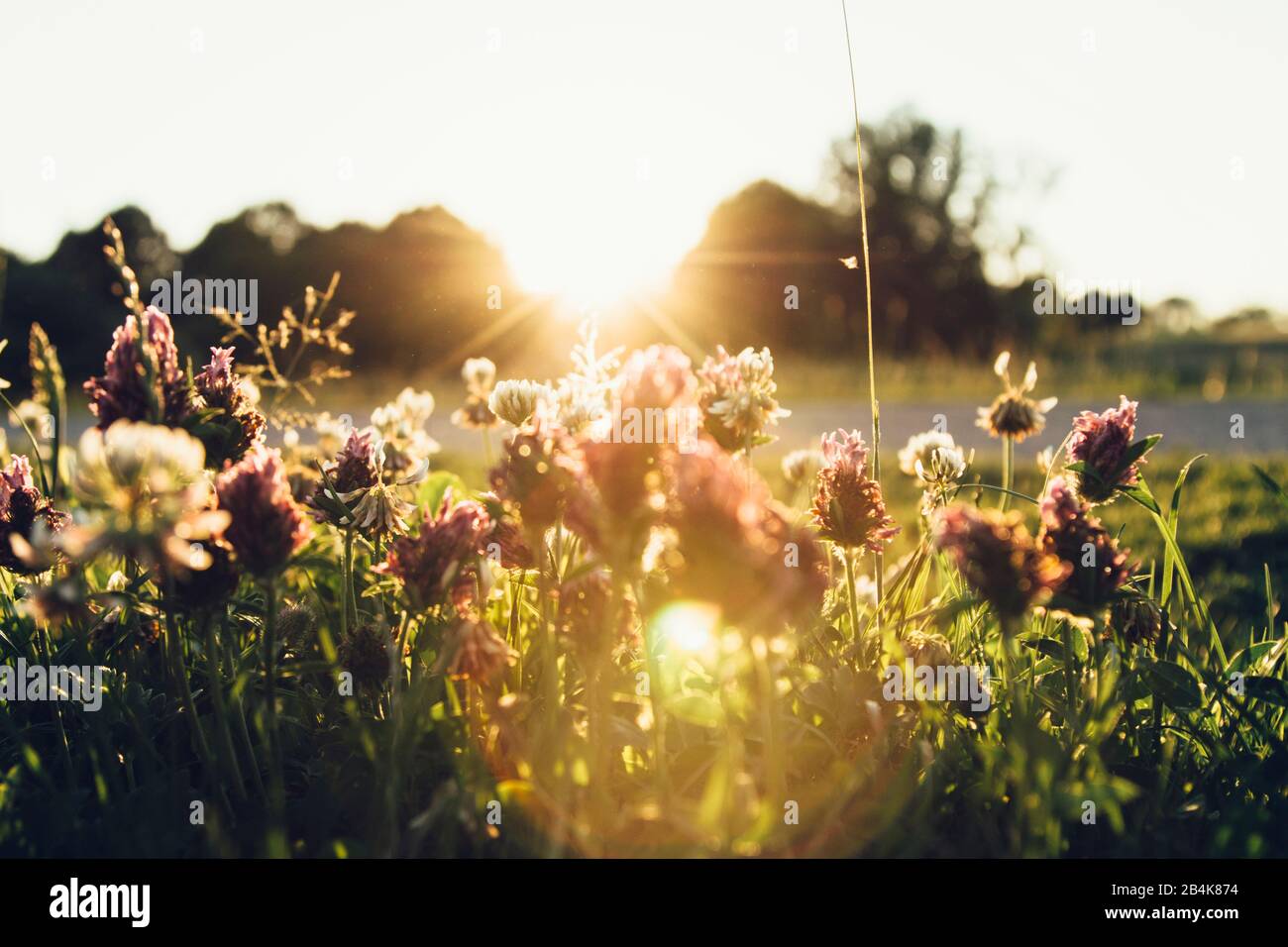 Flower with light reflexes hi-res stock photography and images - Alamy