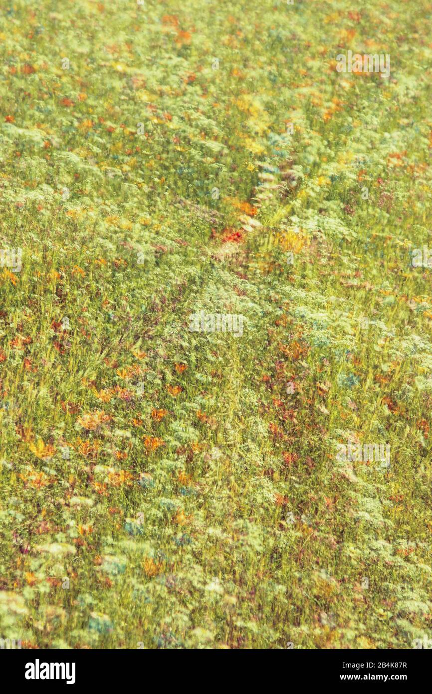 flower meadow, alienated, nature art Stock Photo - Alamy