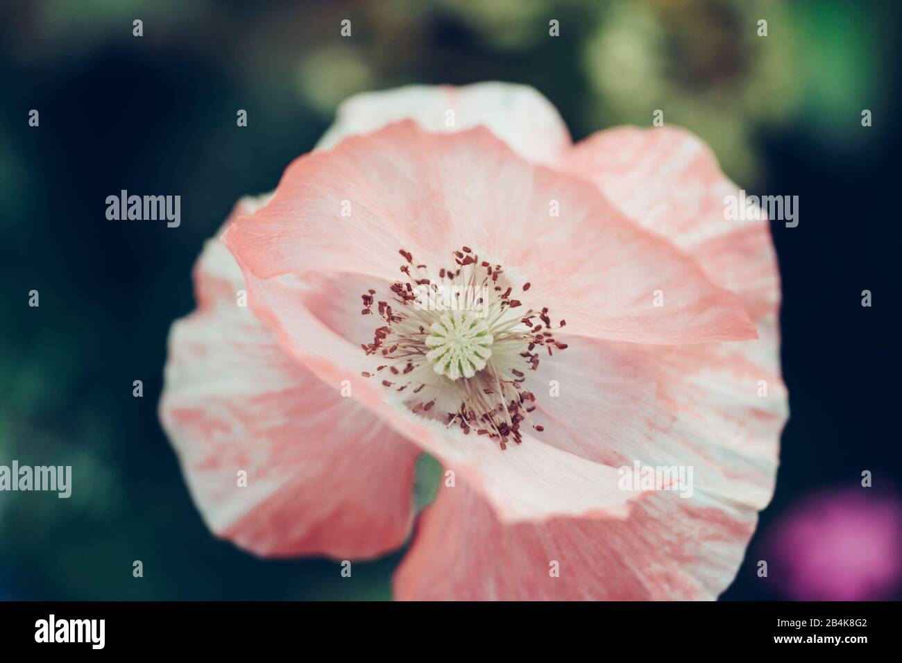 Pink close up hi-res stock photography and images - Alamy
