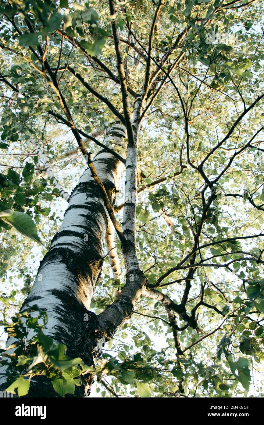 Birch in the back light hi-res stock photography and images - Alamy
