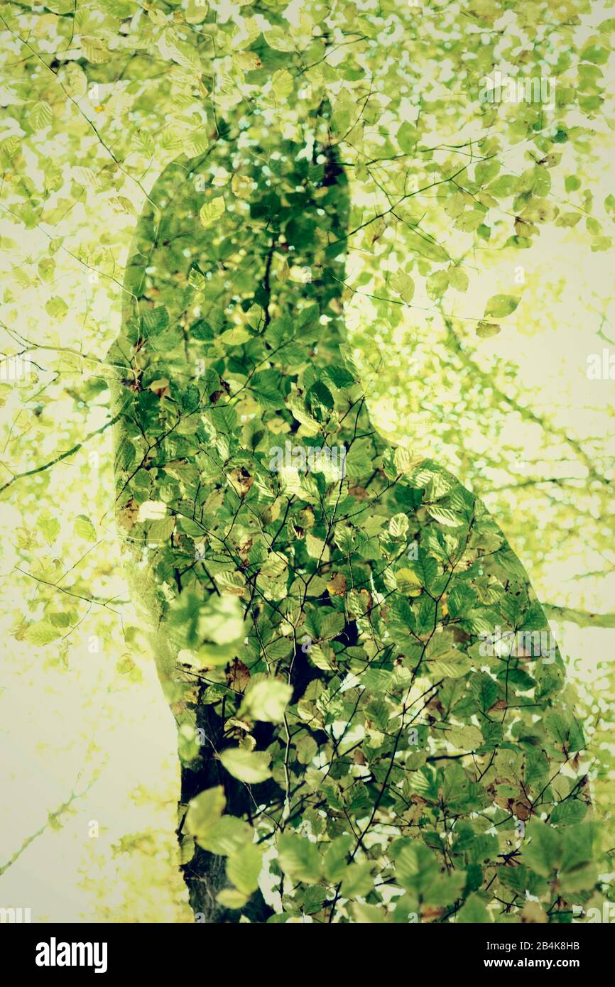 Deciduous trees in the forest, alienation, nature art Stock Photo - Alamy