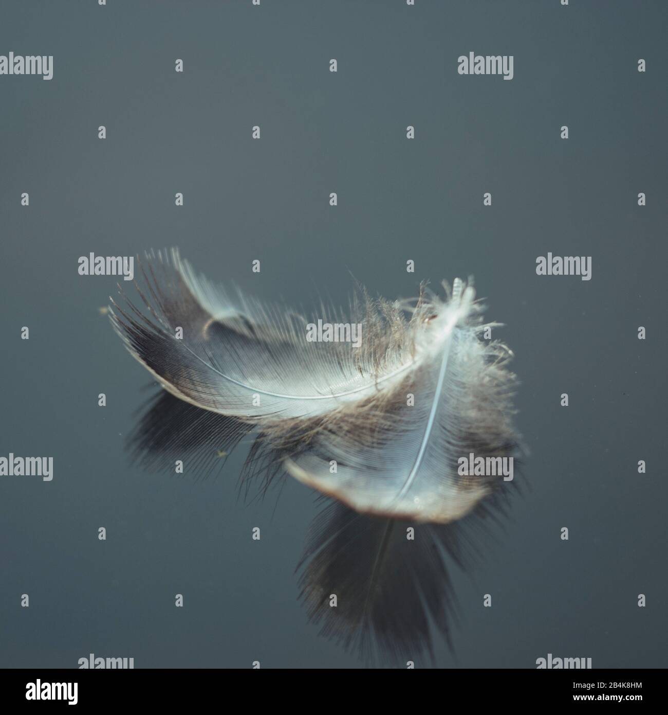 Bird's feathers floats on water, close-up Stock Photo - Alamy