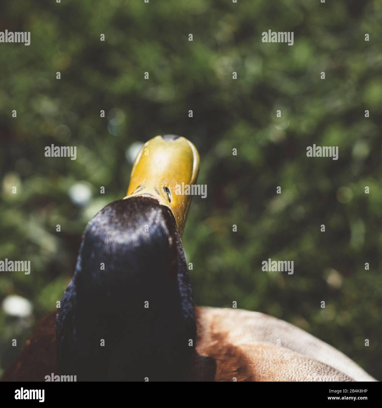 Mallard rear view hi-res stock photography and images - Alamy
