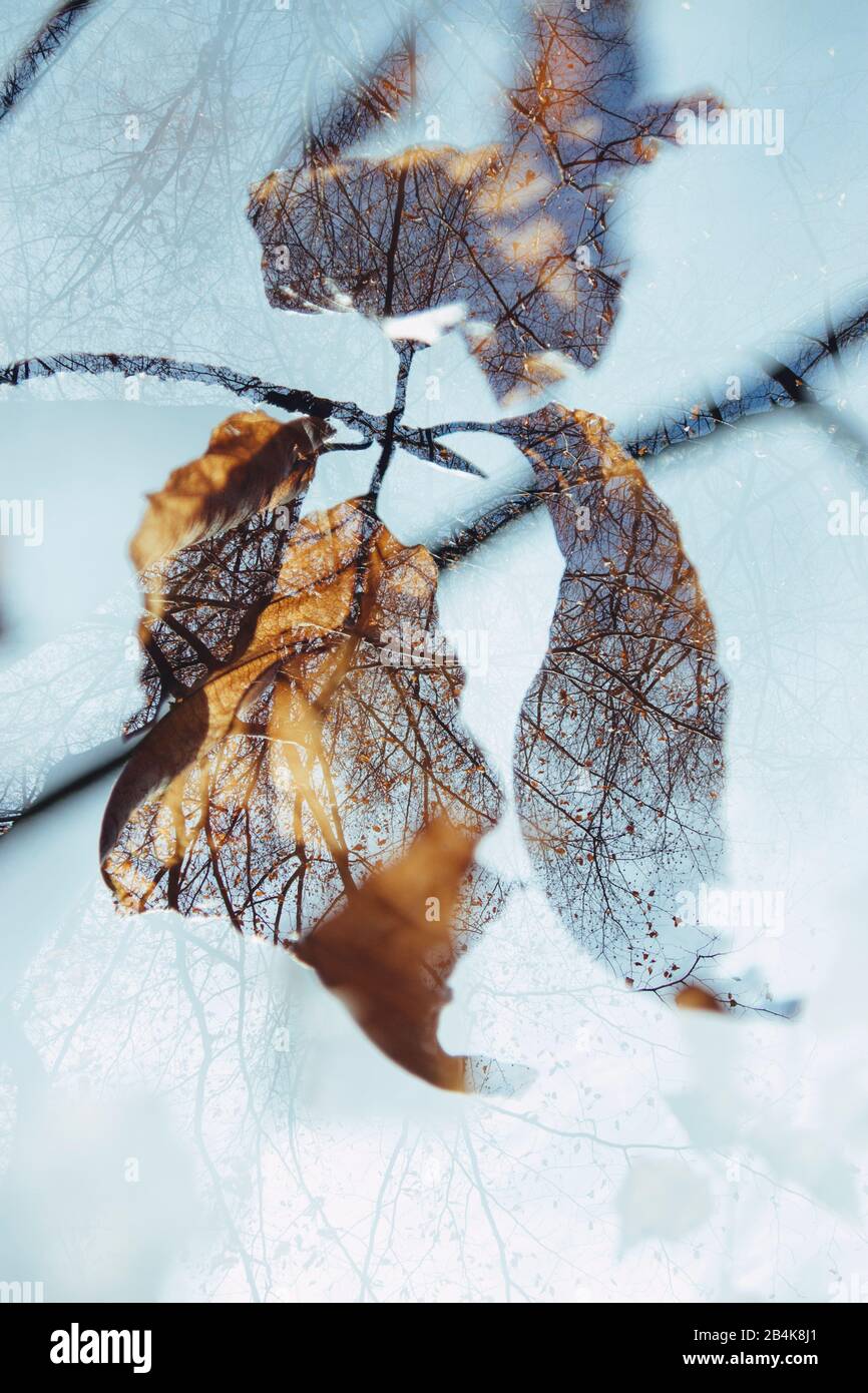 autumnal leaves, close-up, alienation, nature art Stock Photo - Alamy