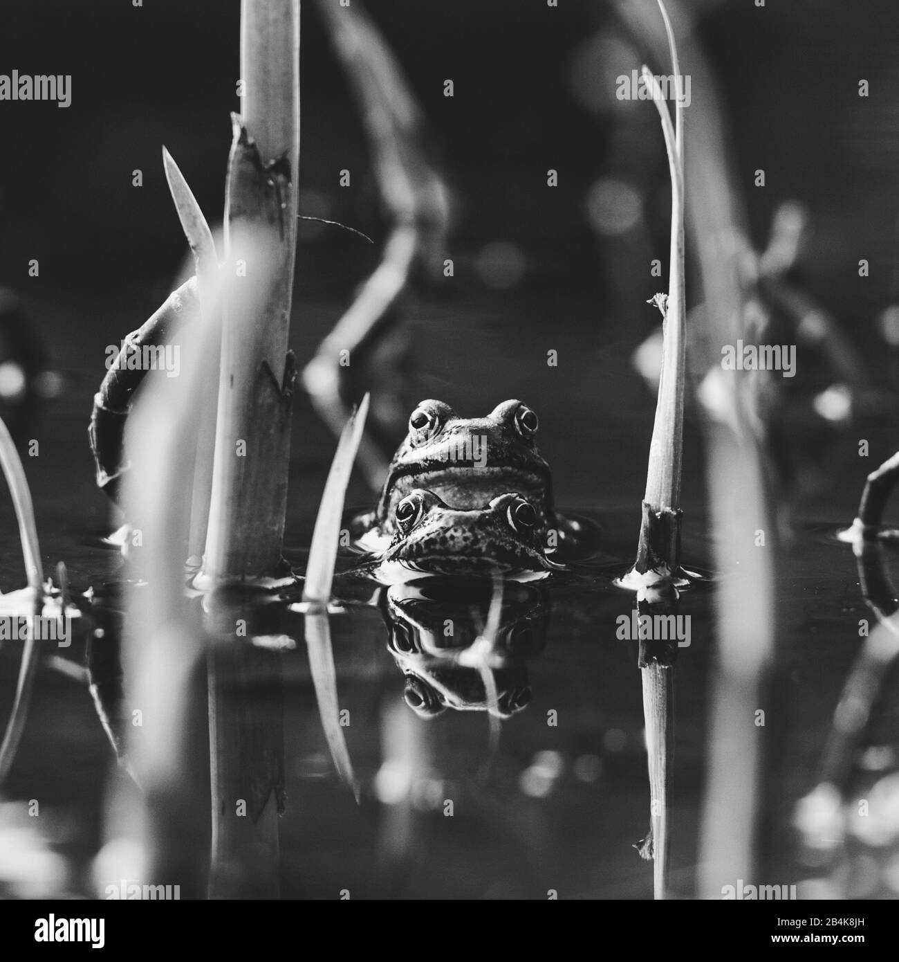 Two toads in the water during mating hi-res stock photography and ...