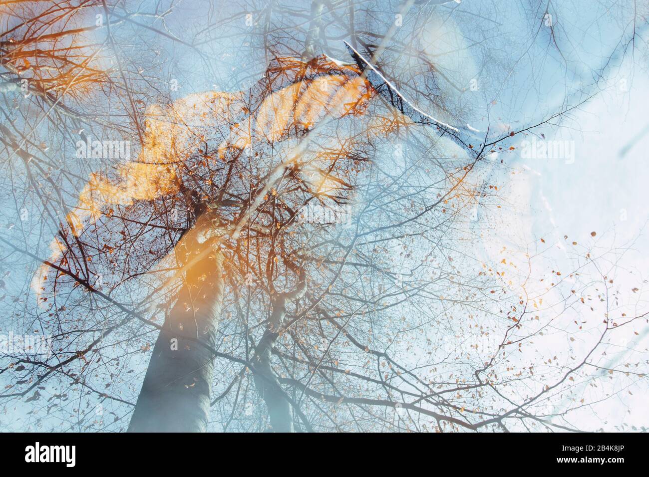 autumnal leaves, close-up, alienation, nature art Stock Photo - Alamy