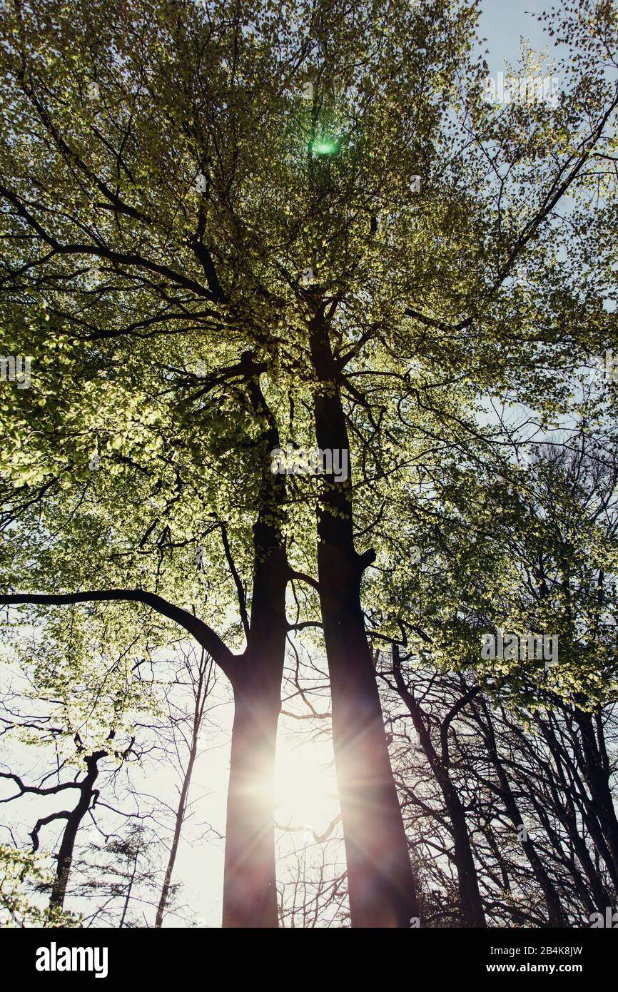 Deciduous trees in the forest in autumn Stock Photo - Alamy