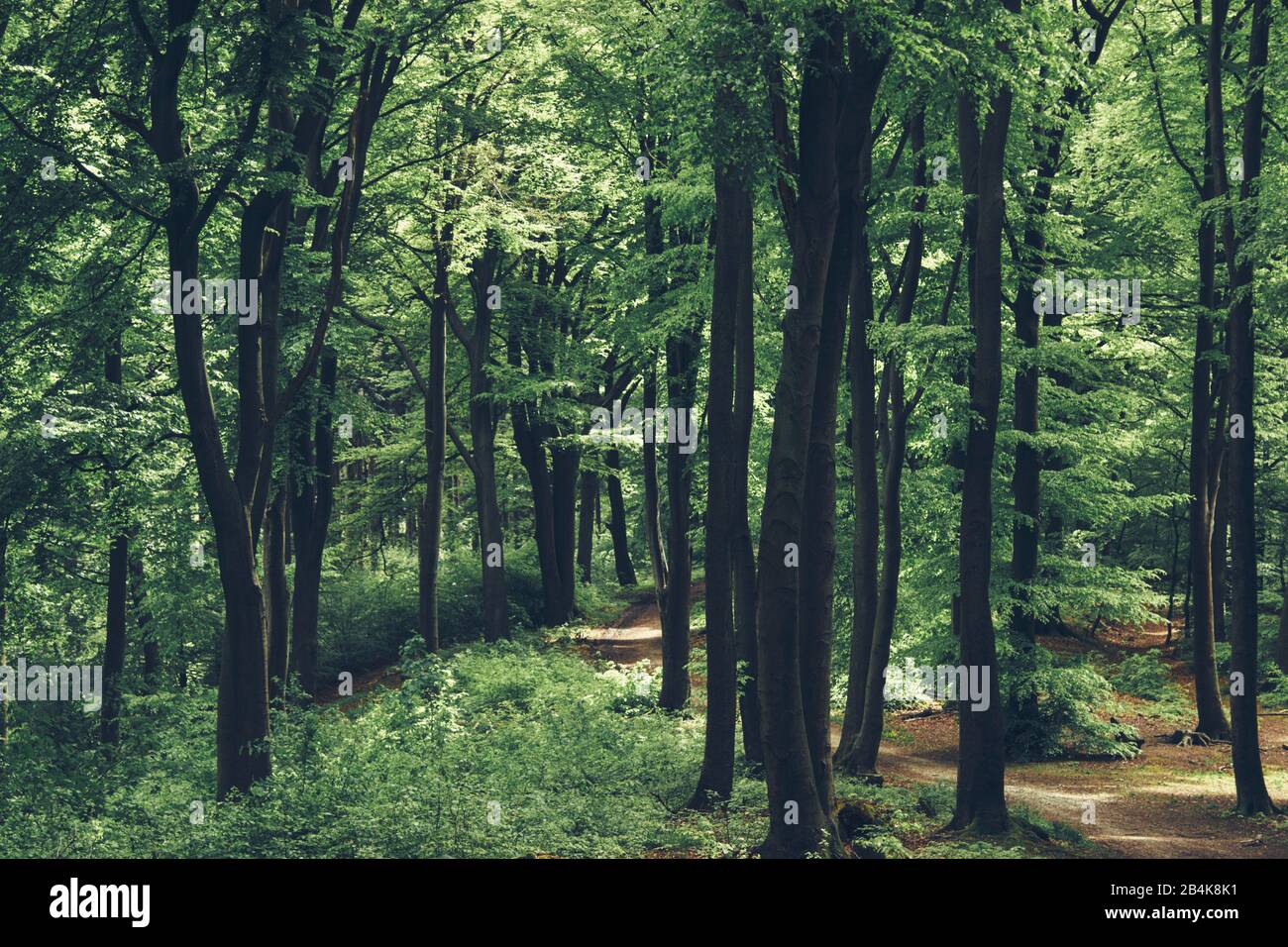 Deciduous trees in the forest Stock Photo - Alamy