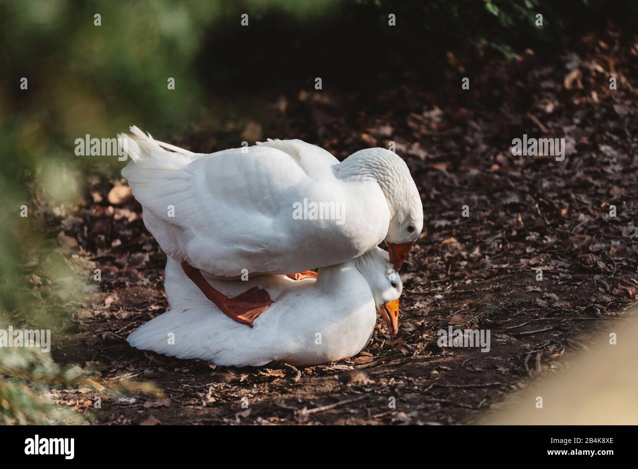 Geese mating, domestic goose, anser anser Stock Photo - Alamy