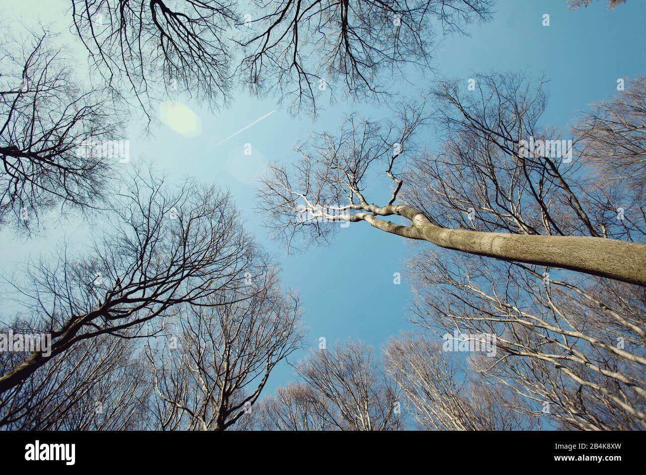 bare trees in autumn Stock Photo - Alamy