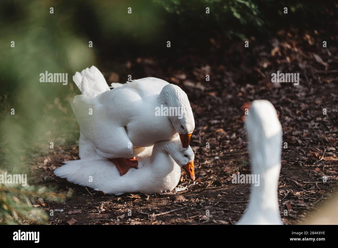 Mating geese hi-res stock photography and images - Alamy