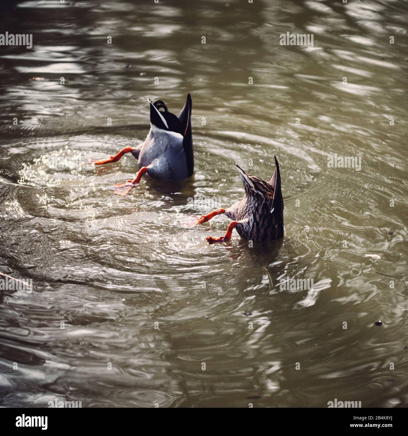 Ducks in the water, head down Stock Photo - Alamy