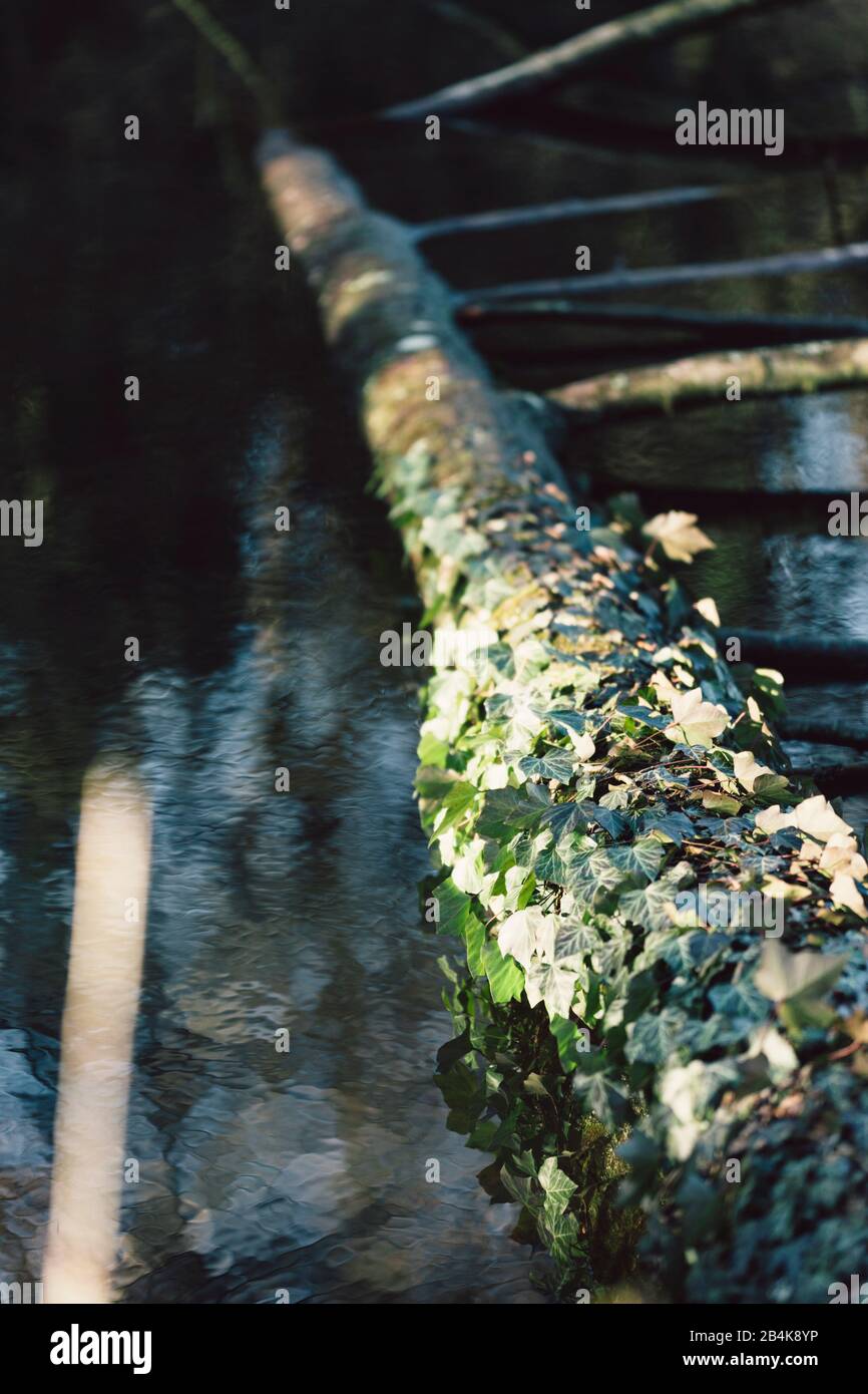 Tree trunk over water surface, close-up, composing Stock Photo - Alamy