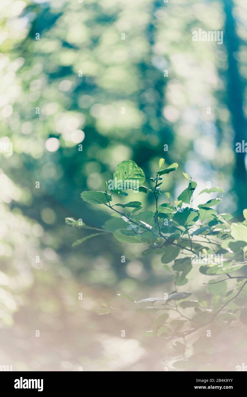 Green leaves, close-up. alienation Stock Photo - Alamy