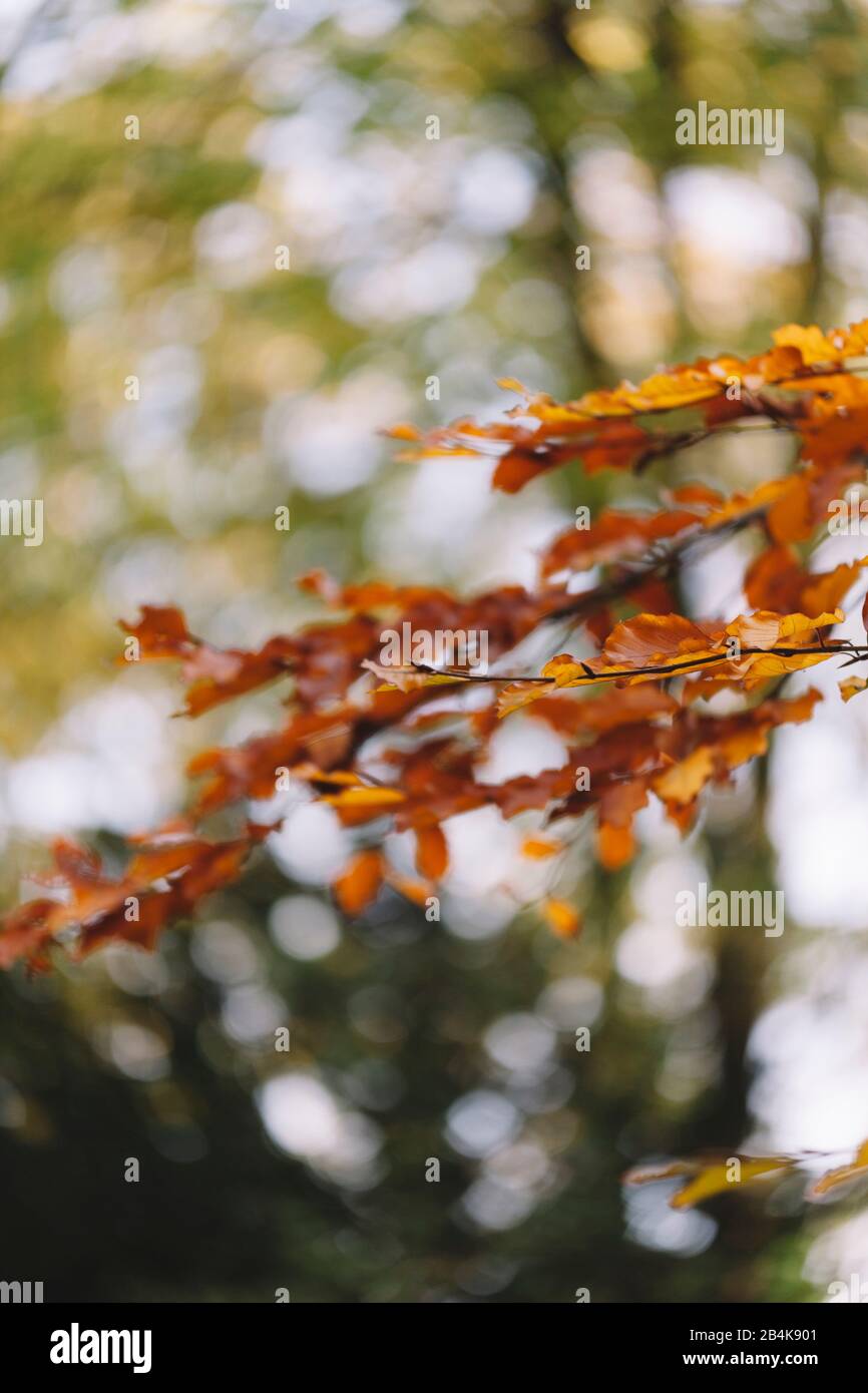 Quercus autumn leaves hi-res stock photography and images - Alamy