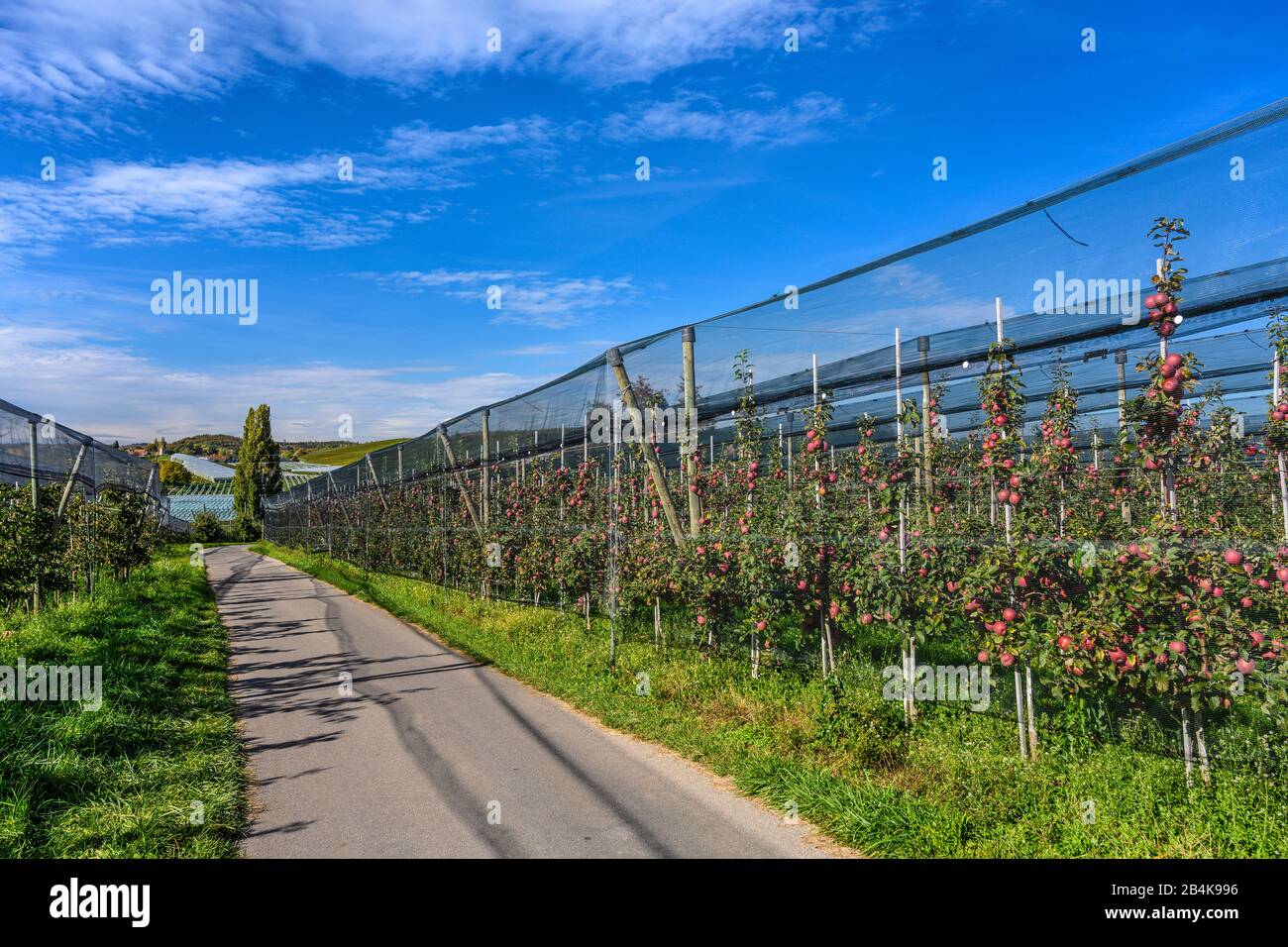 Roter apfelbaum hi-res stock photography and images - Alamy