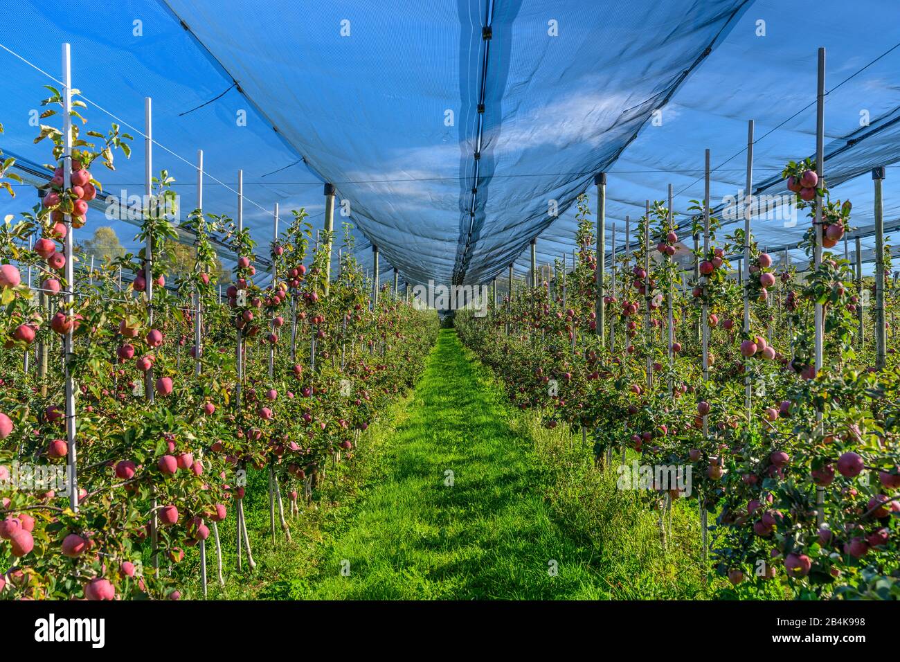 Apfelplantage hi-res stock photography and images - Alamy