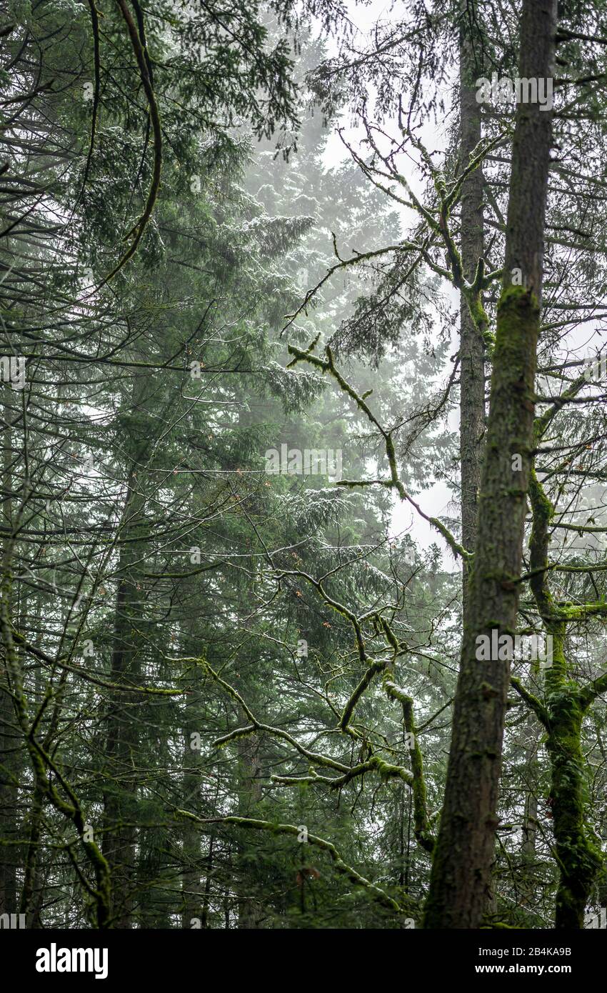 Tall Moss High Resolution Stock Photography and Images - Alamy