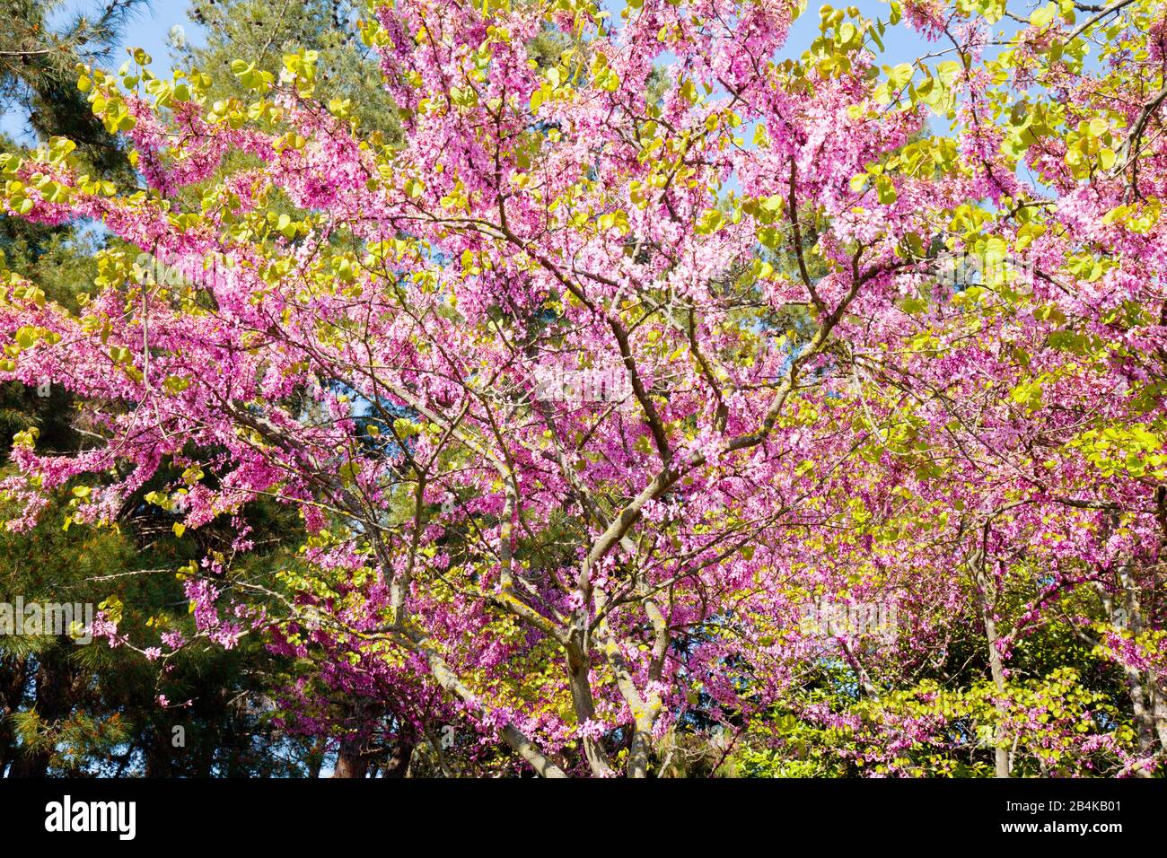 blooming Judas tree, Italy Stock Photo - Alamy