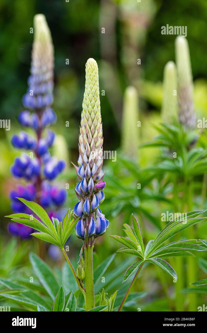 Lupinus polyphyllus, Blütenstand Stock Photo - Alamy
