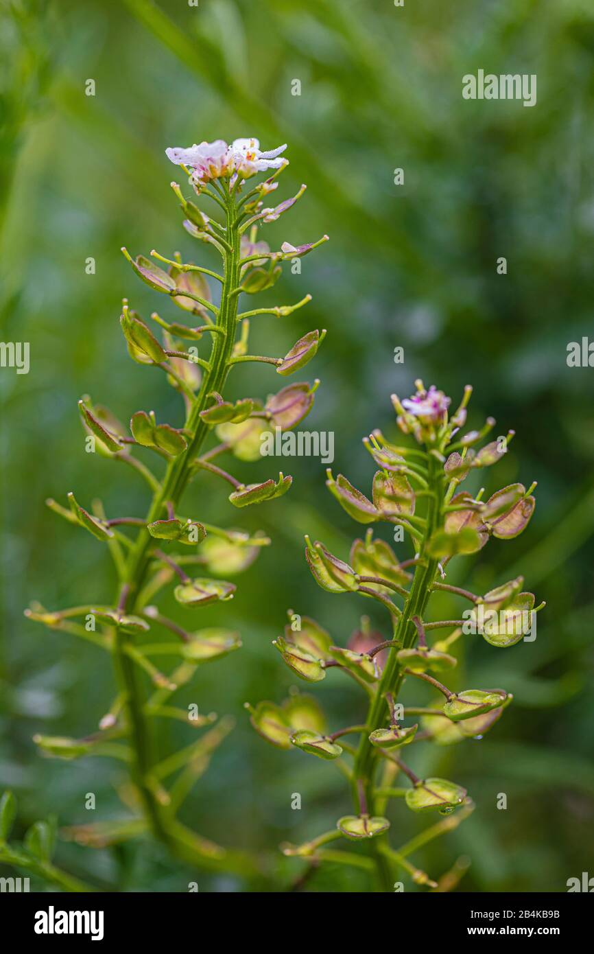 Amara mustard hi-res stock photography and images - Alamy