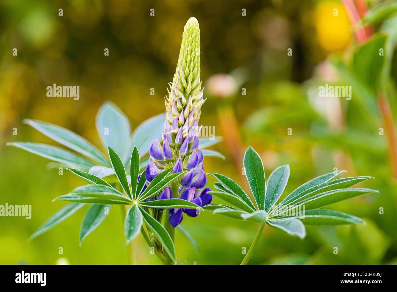 Lupinus polyphyllus, inflorescence Stock Photo - Alamy