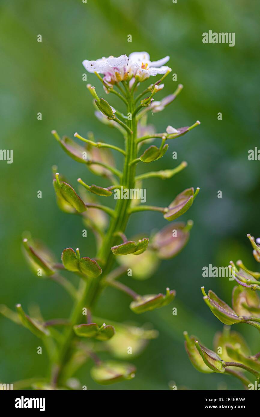 annual candytuft (Ideris amara), peasant mustard, flowered Stock Photo ...